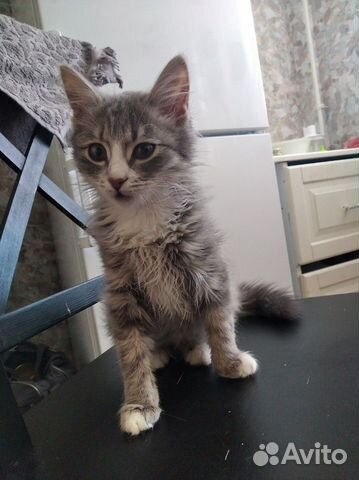 Ла-перм лаперм