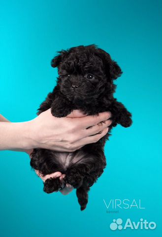 Русская цветная болонка