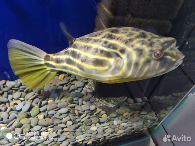 Тетраодон Фахака