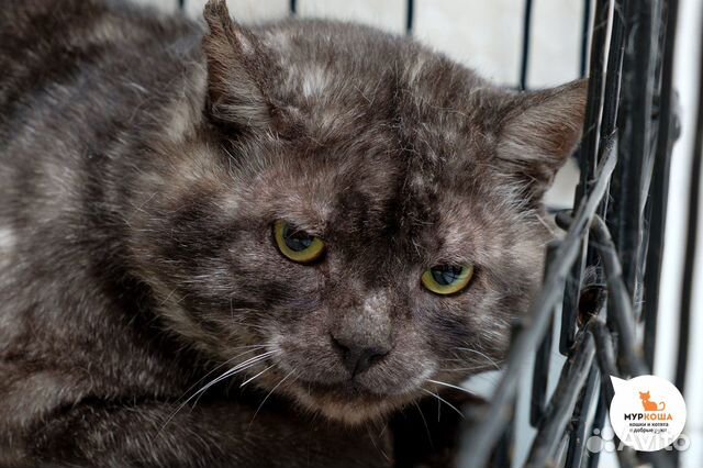 Гвидон на лицо суровый, ласковый внутри