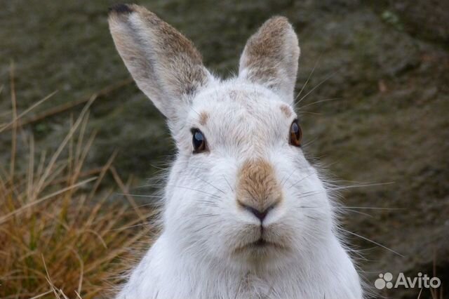 Самец Колифорниец