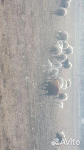 Ярки с ягнятами