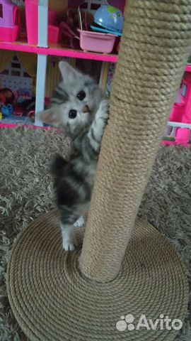 Котенок Курильский бобтейл