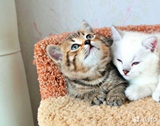 Чудесный плюшевый мальчик. Шотландец