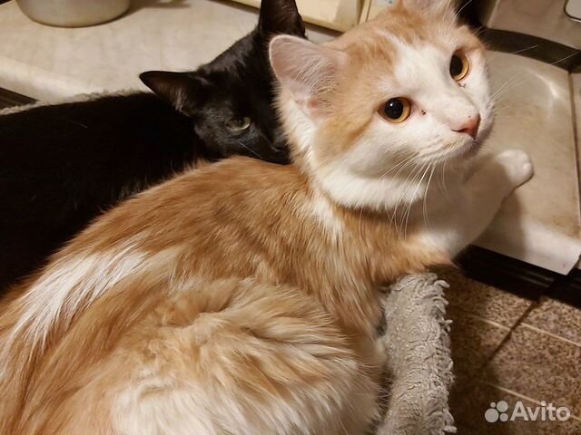 Убежал котик