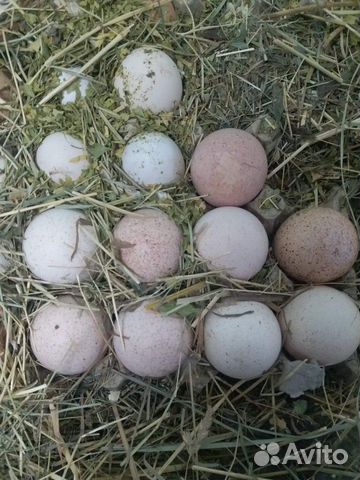 Яйцо инкубациионное