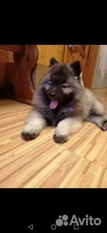 Кеесхонд-вольфшпиц