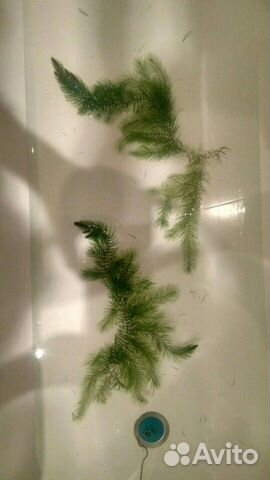 Роголистник