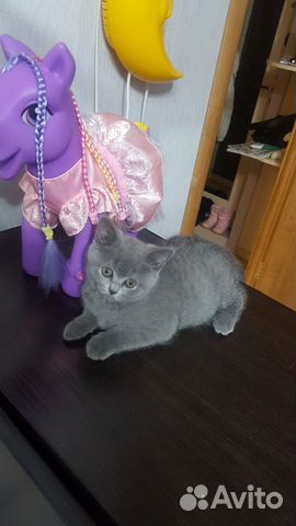 Котята британской породы