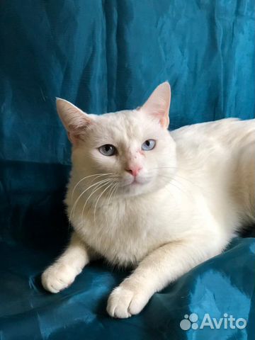 Голубоглазый котик- блондин в добрые руки)