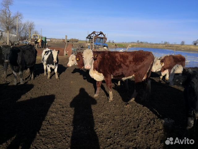 Тёлки стельные грифорды