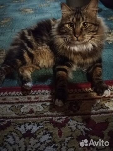 Ищем подругу для кота