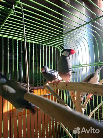 Рисовый амадин