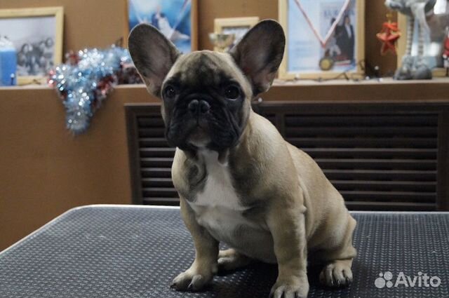 Щенок Французского Бульдога. РКФ