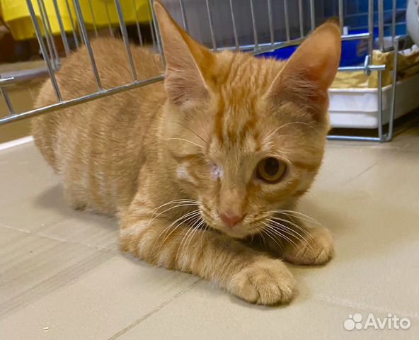 Котёнок 4 месяца рыжий с одним глазом