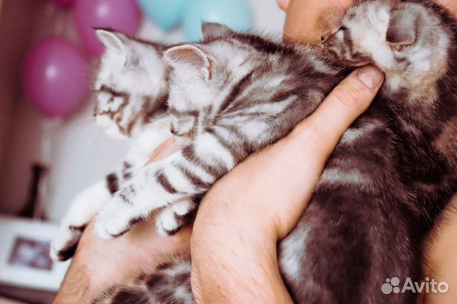 Шотландские котята