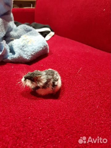 Хомяк кэмпбелла