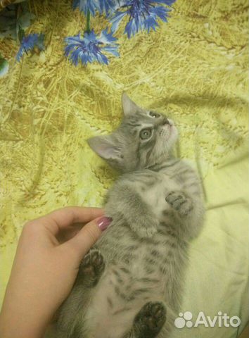 Кошка