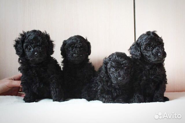 Малыши пуделечки