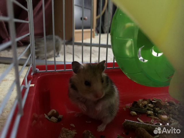 Джунгарский хомяк