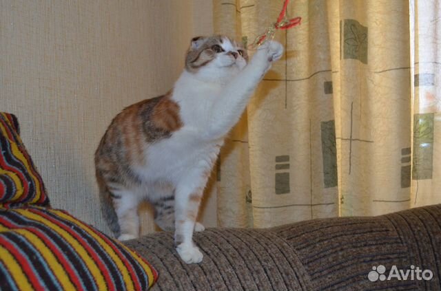 Кошечка зовут Мия ищет кота для вязки