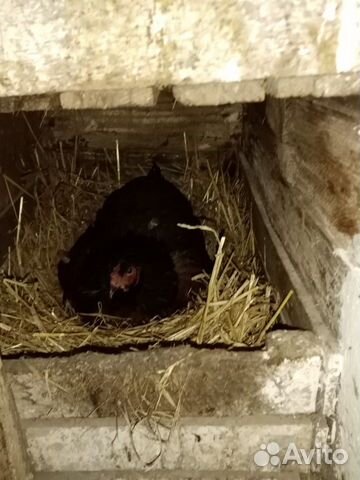 Куры квочки