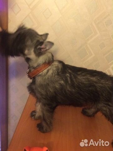 Продажа щенка шнауцера п/с из питомника Альпен-Тре