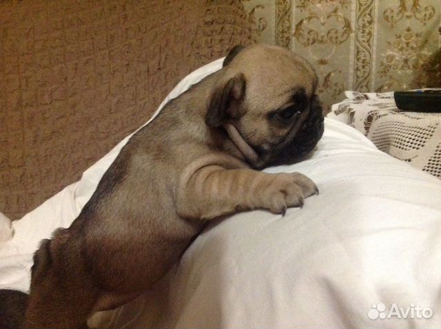 Малыши французы