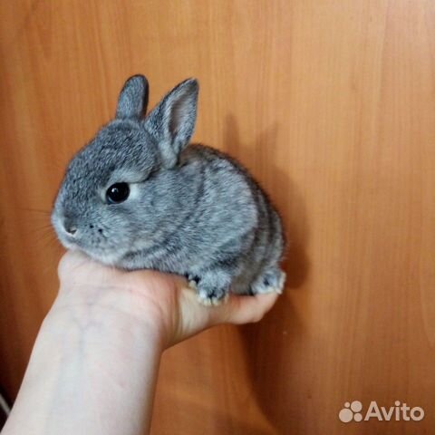 Крольчёнок карлик (мальчик) бесплатная доставка