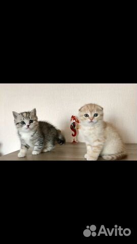 Шотландские Котята