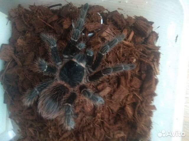 Lasiodora parahybana самка 12-13 линька