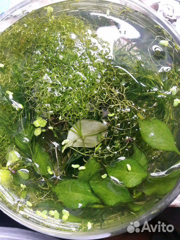 Растения для аквариума обмен