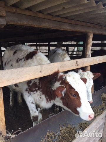 Стельная первотёлка