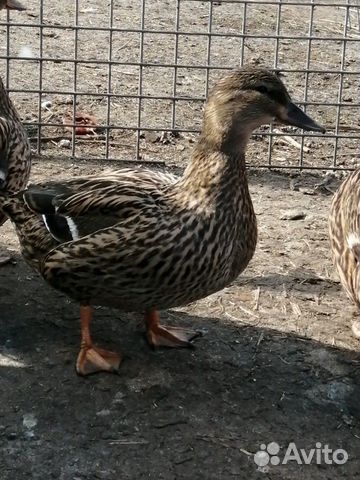 Кряква (подсадная утка)