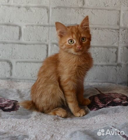 Котёнок-девочка яркая апельсинка короткий хвостик