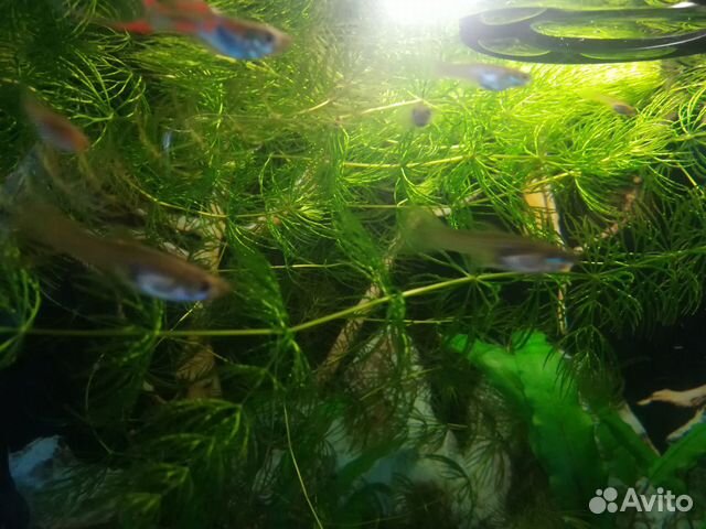 Гуппи эндлера