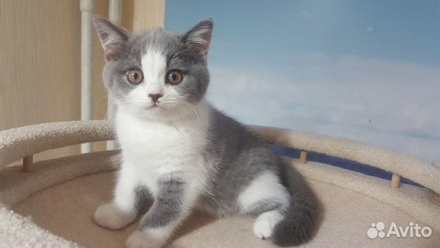 Чистокровные Британские Котята