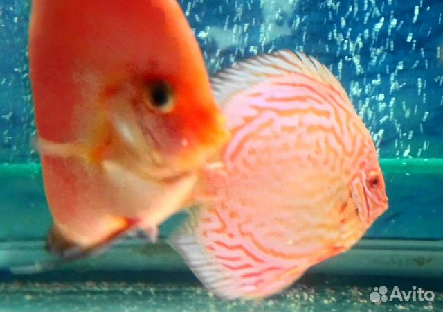 Golden leopard discus