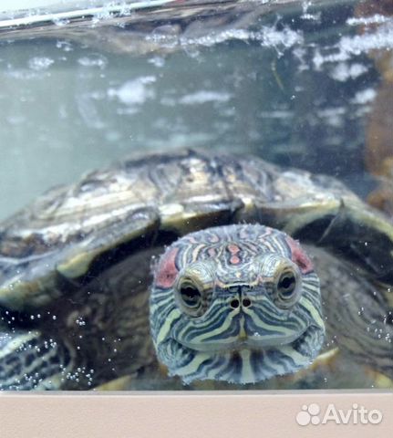 Черепаха красноухая