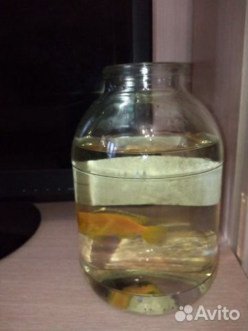 Аквариумная рыбка