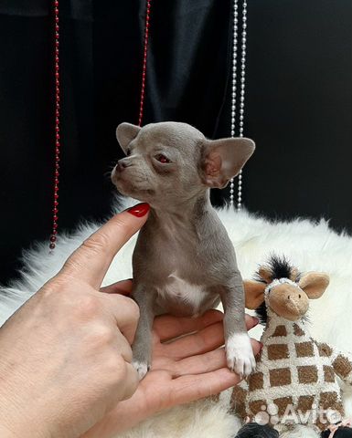 Чихуахуа девочки