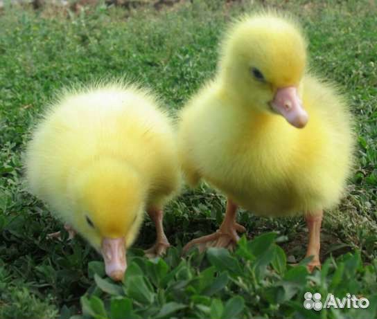 Гусята, утята