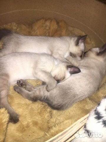 Тайские котята