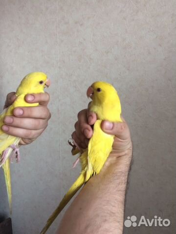 Попугай Ожереловый(ручной)