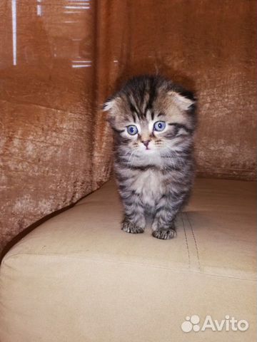 Шотландский котенок