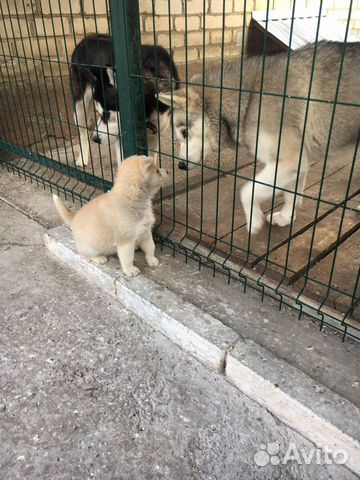 Собака хаски