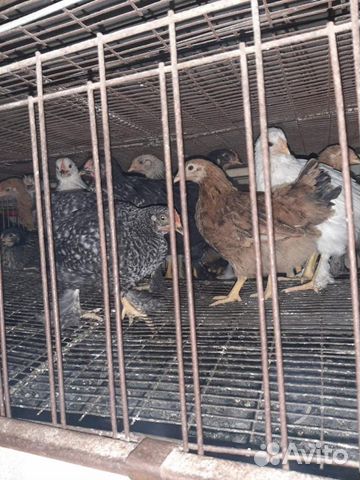 Куры молодки и корма с доставкой