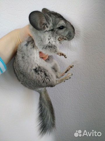 Шиншилла девочка 2.5 месяца