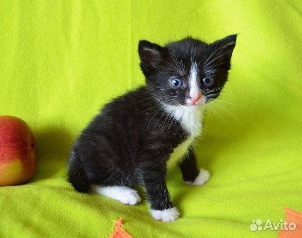 Котёнок-белоносик