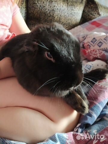 Отдам кролика